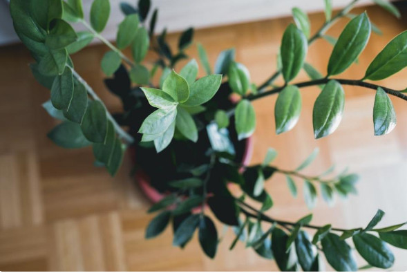 Rastvorite tabletu i zalijte zamiju: Jedan mineral podstiče biljku koja ...